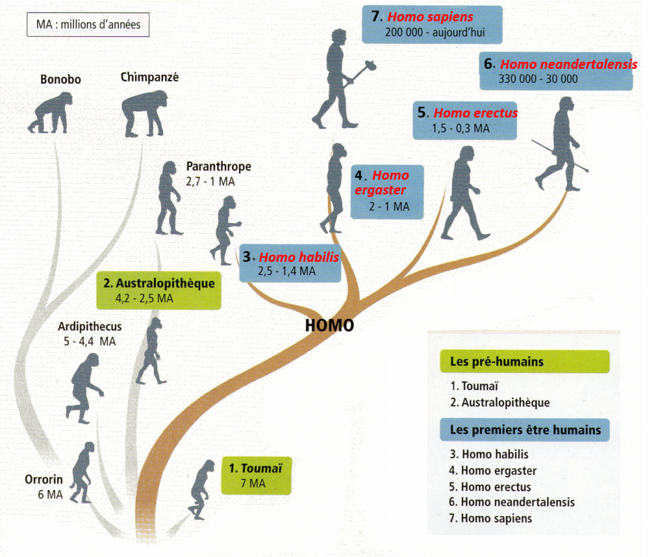 Les débuts de l'humanité Les débuts de l'humanité
